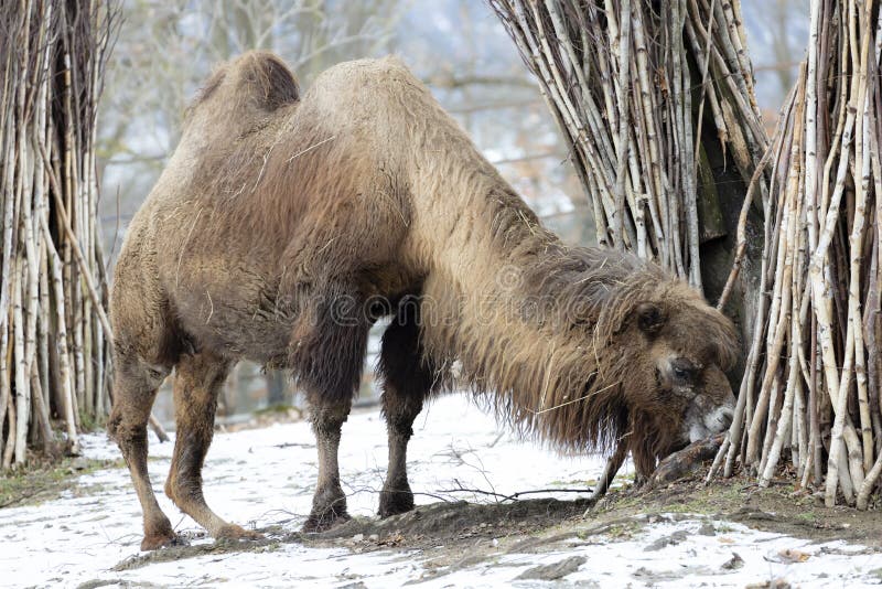 Camel at Winter Zoo, Brno, Czech Republic Stock Photo - Image of beast ...