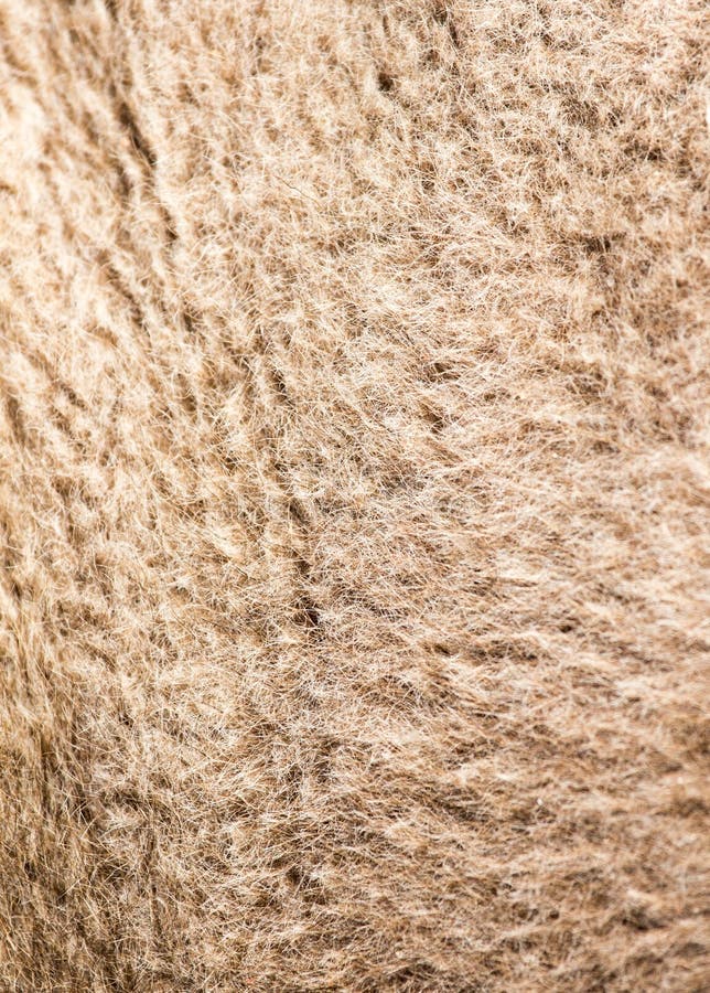 Camel wool as background stock image. Image of camel - 111780433