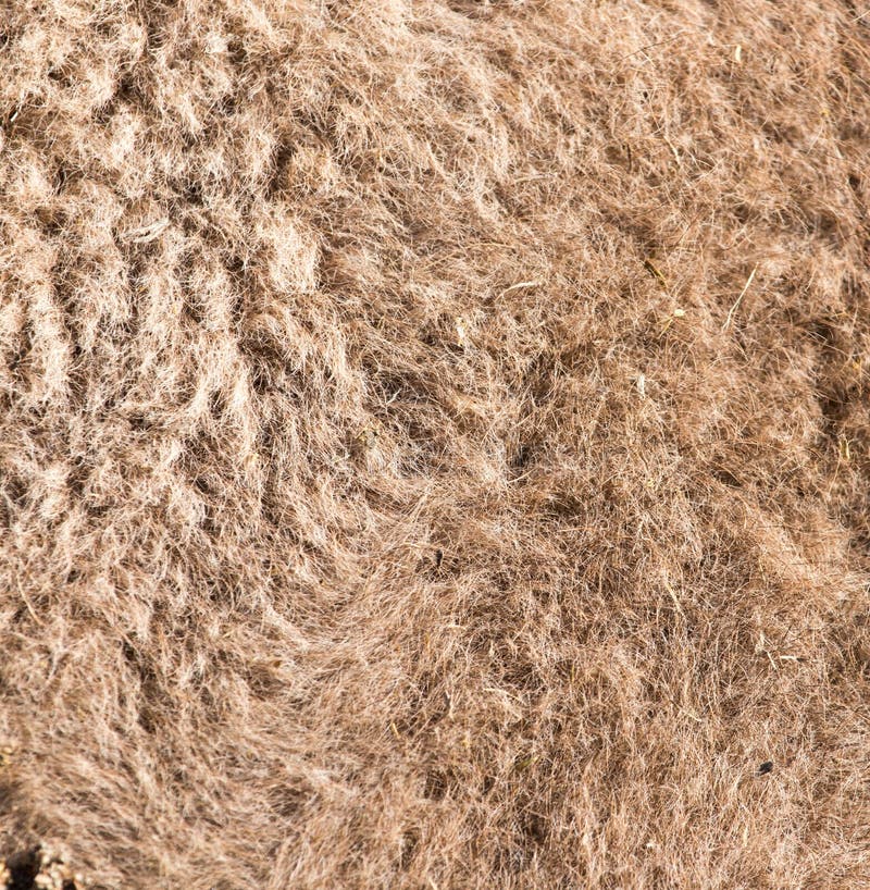 Camel wool as background stock image. Image of warm - 108713277