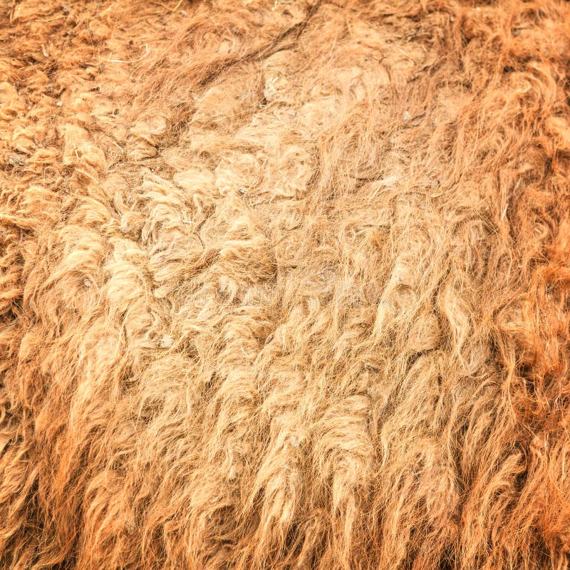 Rough Knit Camel Wool Fabric Texture Pattern. Stock Photo - Image of ...