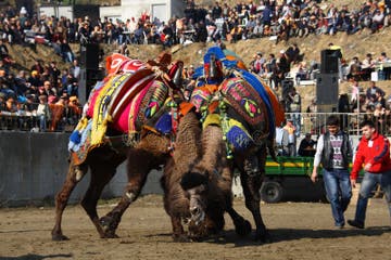 Camel wrestling editorial stock image. Image of mammals - 17046724