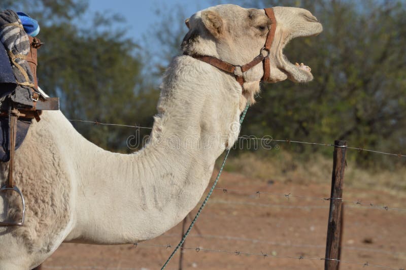 271 Camel Mouth Open Stock Photos - Free & Royalty-Free Stock Photos ...