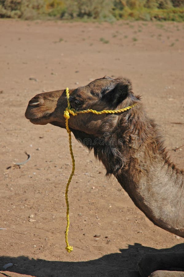 Camel with yellow rope stock photo. Image of vacation, ride - 101392