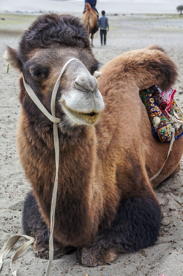 Camel stock photo. Image of mammal, brown, camels, dune - 33104442