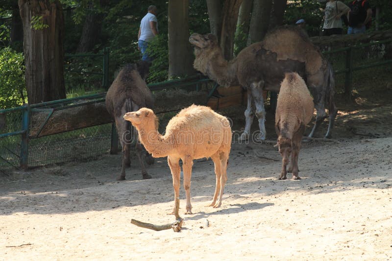 Camel in the zoo editorial stock image. Image of safari - 279955454