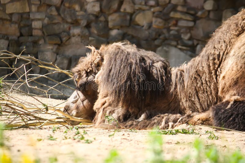 Camel in zoo garden stock photo. Image of pretty, landscape - 117124226