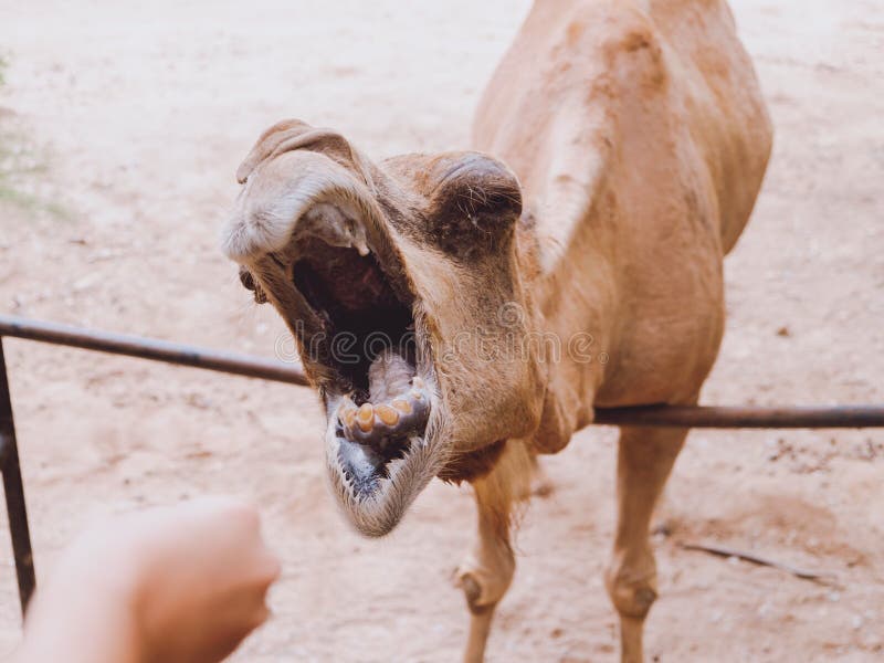 Camel at the zoo stock photo. Image of food, curiosity - 50328466