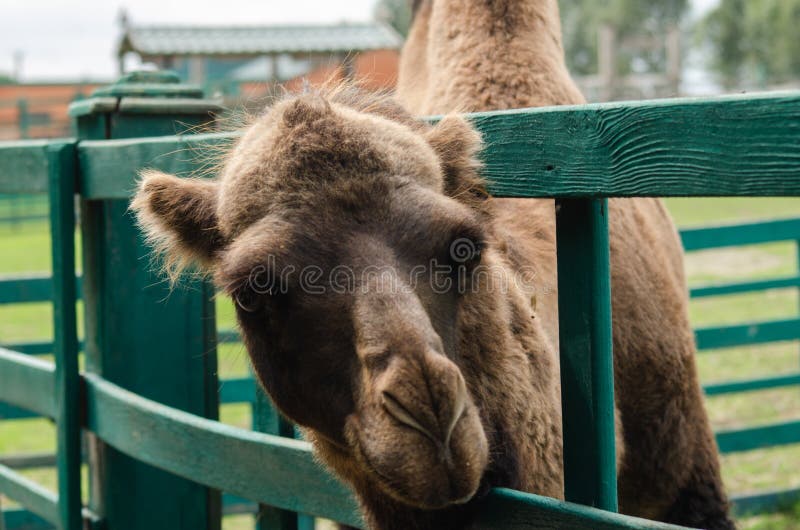 Camel in Zoo. Wild Animal Under Protection. Camel with Two Humps Lying ...