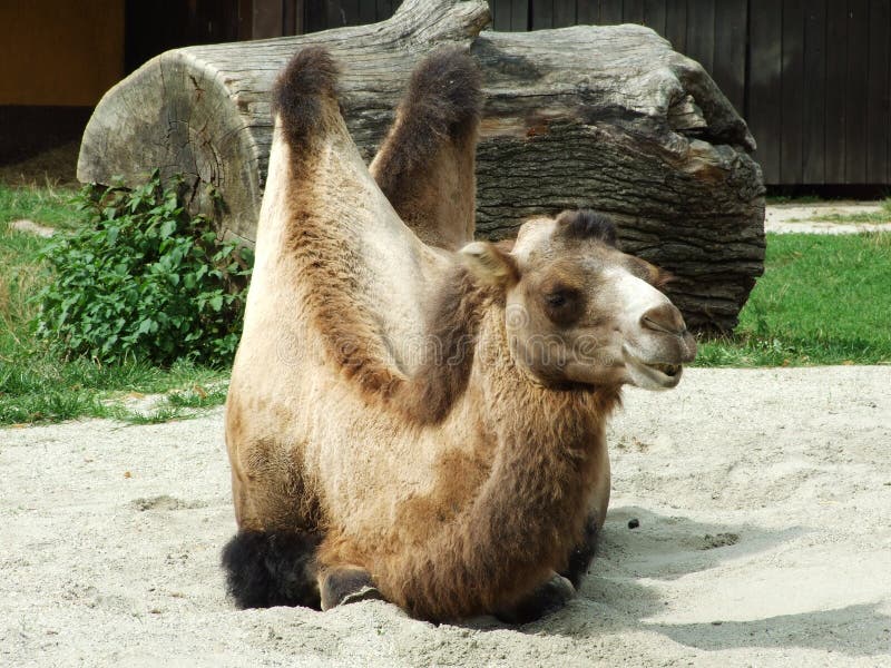 Camel at the zoo in Zagreb stock photo. Image of baby - 132903304