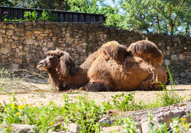 Camel at zoological garden stock photo. Image of green - 218645706