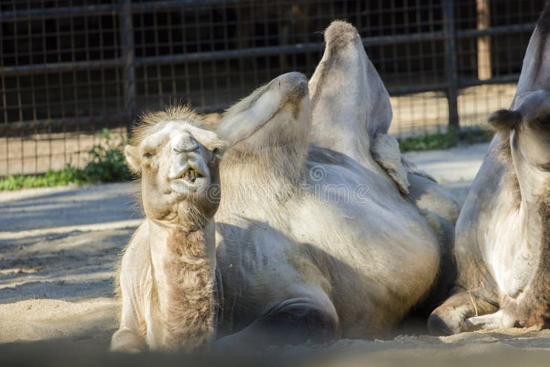 Camel at zoological garden stock photo. Image of green - 218645706