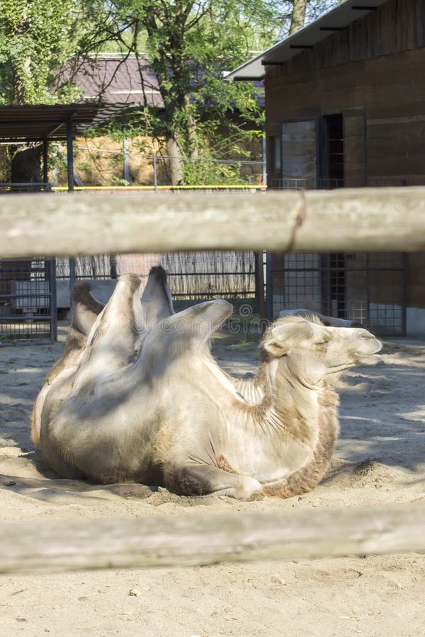 Camel at zoological garden stock photo. Image of green - 218645706