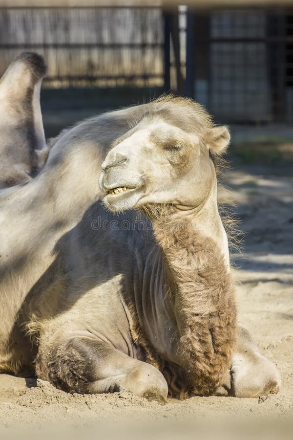 Camel at zoological garden stock photo. Image of green - 218645706