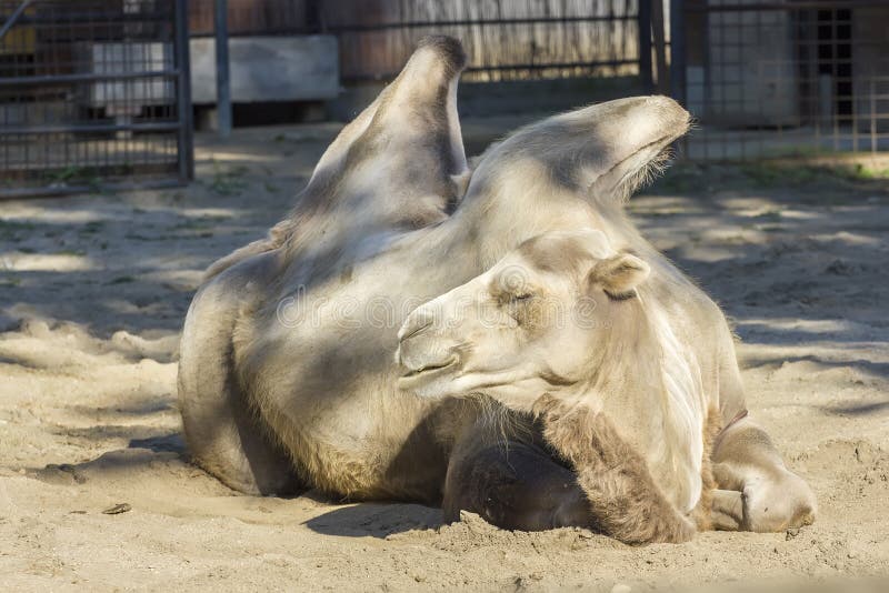 Camel at zoological garden stock photo. Image of green - 218645706