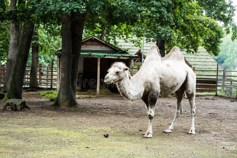 Camel at zoological garden stock photo. Image of green - 218645706