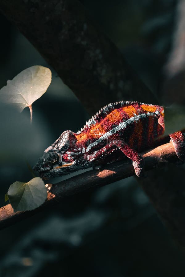 Cameleon on Tree Vertical Shot Stock Image - Image of summer ...