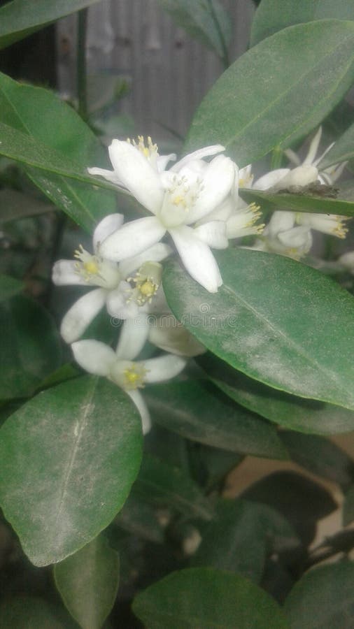 Cameli stock image. Image of wonderful, flower, cameli - 173434379