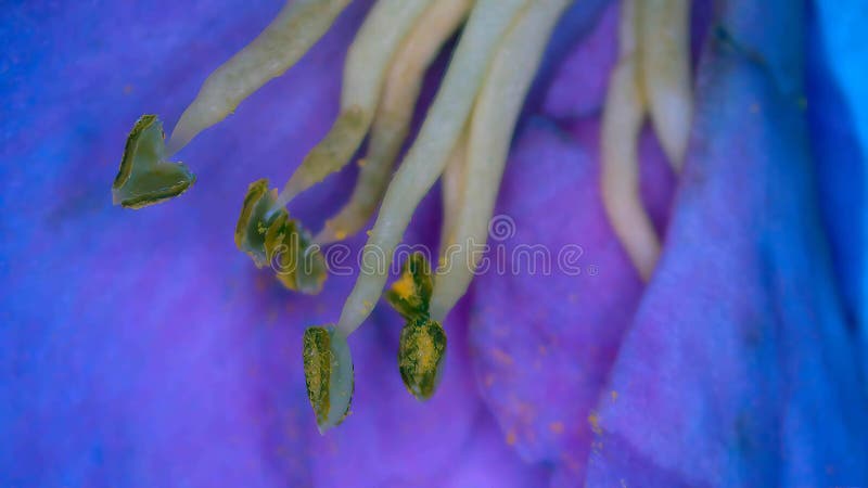 Camelia Blossom with Stamen Pollen Stock Image - Image of magnification ...
