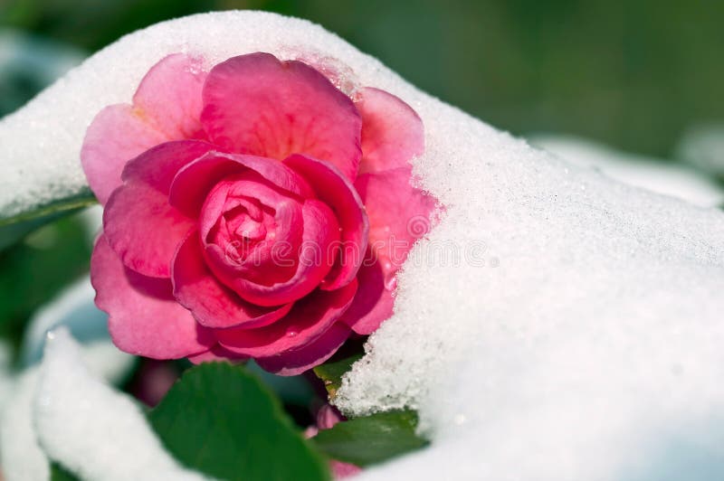 Camelia Flower Under the Snow Stock Image - Image of floral, camelia ...