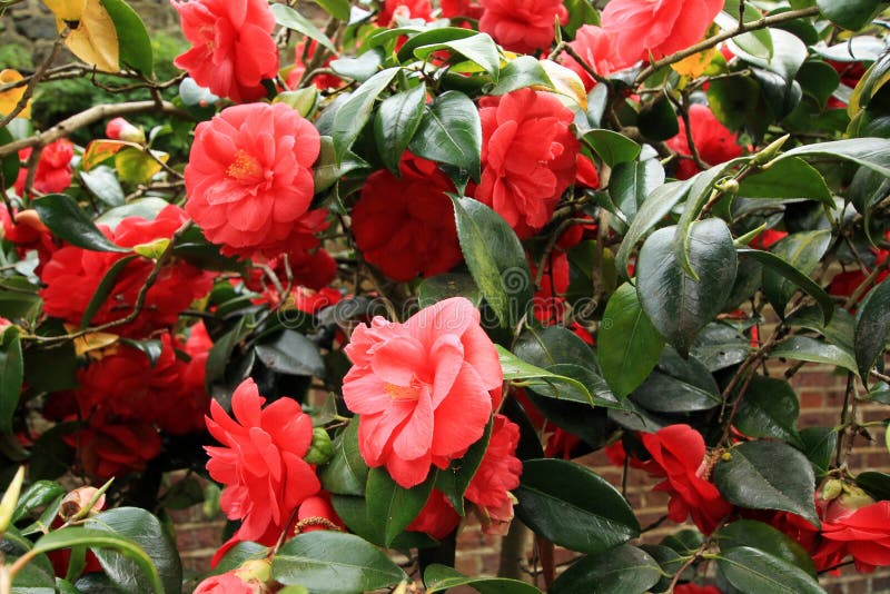 Camelias Rojas foto de archivo. Imagen de hermoso, verano - 42063748