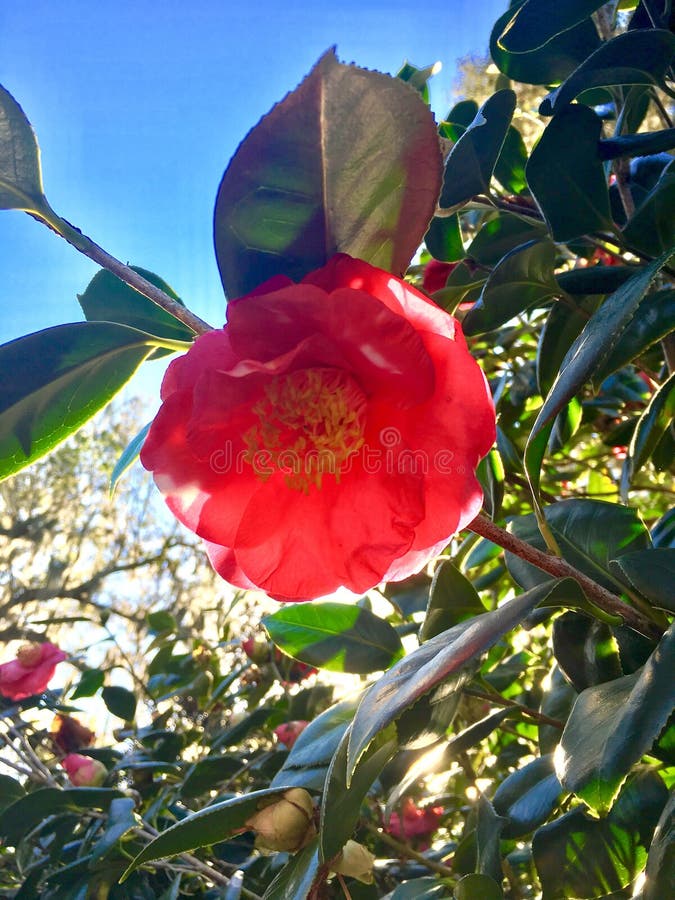 1,311 Una Camelia Roja Fotos - Libres de Derechos y Gratuitas de Dreamstime