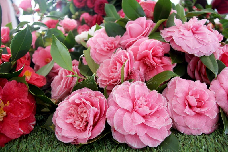 Camelias rojas imagen de archivo. Imagen de crecimiento - 24797257