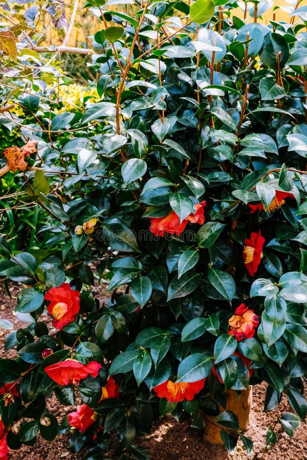 991 Camelias Fotos - Libres de Derechos y Gratuitas de Dreamstime