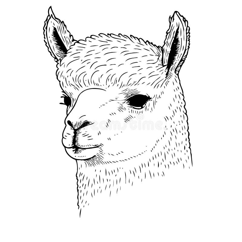 Camelid Animal Head Called Alpaca Stock Vector - Illustration of icon ...