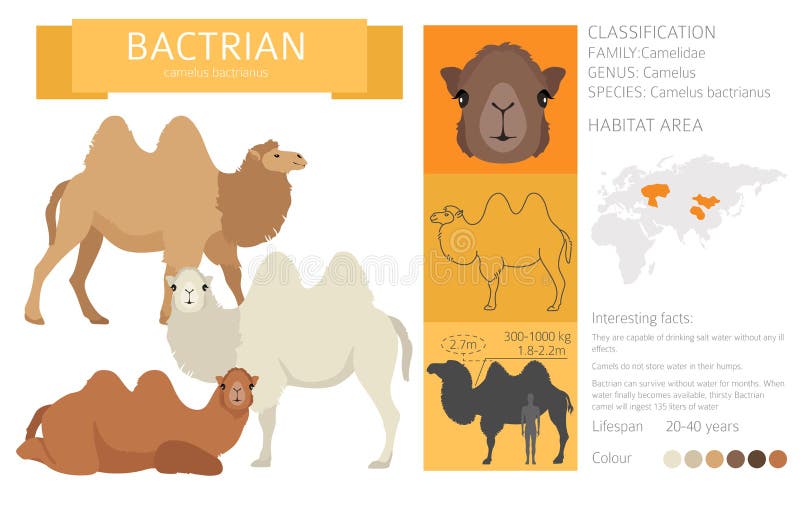 Camelids Family Collection. Bactrian Camel Infographic Design Stock ...