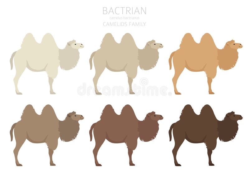 Camelids Family Collection. Bactrian Camel Infographic Design Stock ...