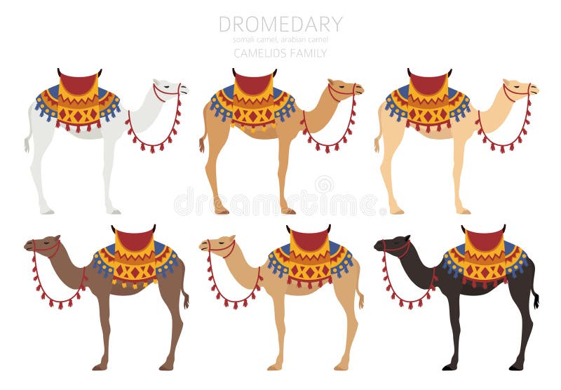 Camelids Family Collection. Dromedary Camel Infographic Design Stock ...