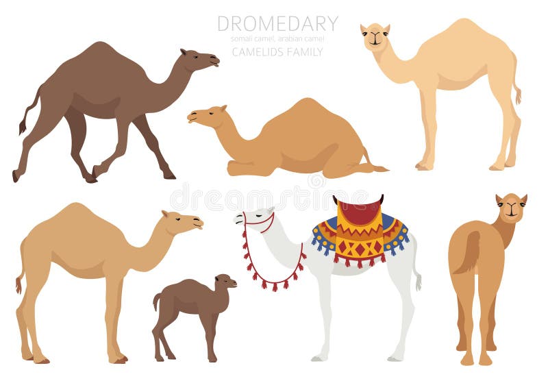 Camelids Family Collection. Camels and Llama Infographic Design Stock ...