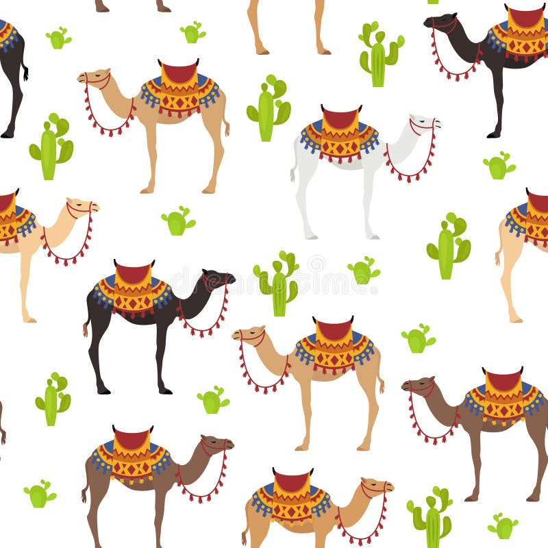 Camelids Family Collection. Llama Infographic Design Stock Vector ...