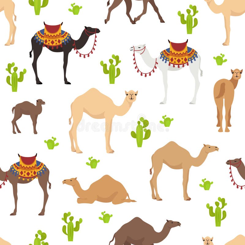 Camelids Family Collection. Camels and Llama Infographic Design Stock ...
