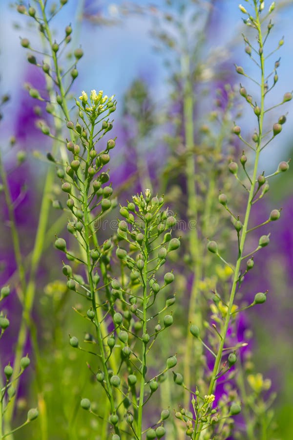 Camelina Microcarpa, Brassicaceae. Wild Plant Shot in Spring Stock ...