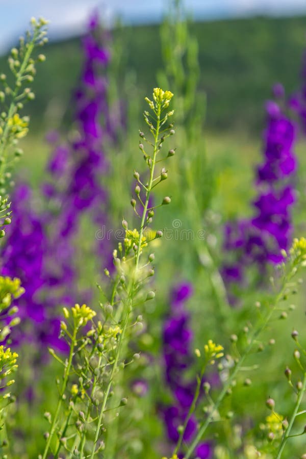Camelina Microcarpa, Brassicaceae. Wild Plant Shot in Spring Stock ...