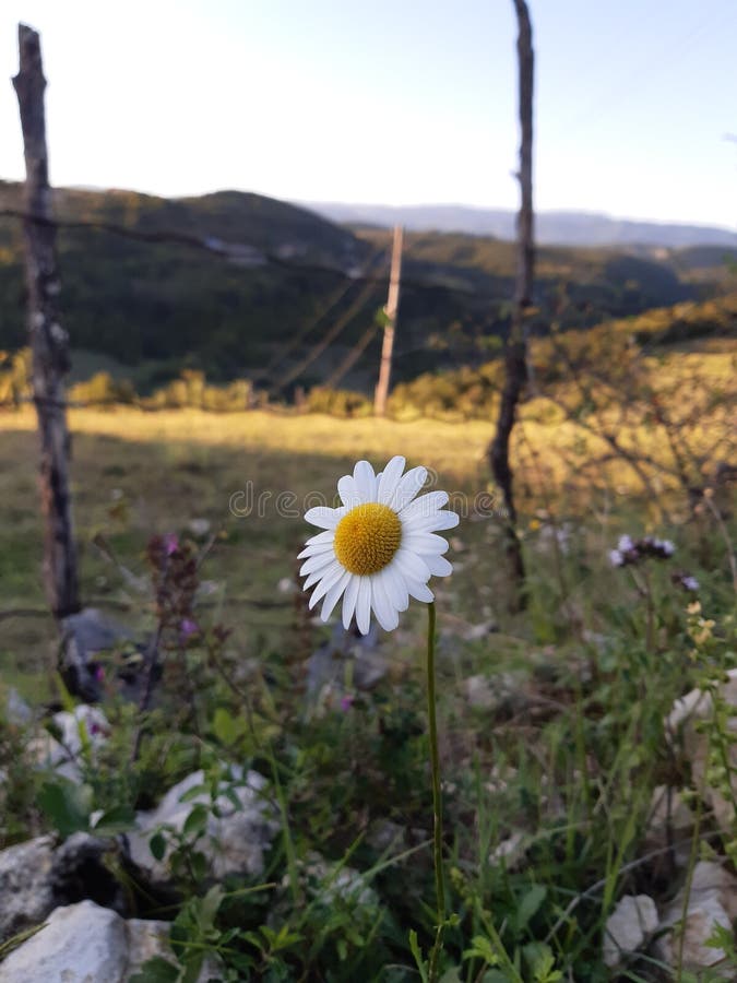 Cameline Stock Photos - Free & Royalty-Free Stock Photos from Dreamstime