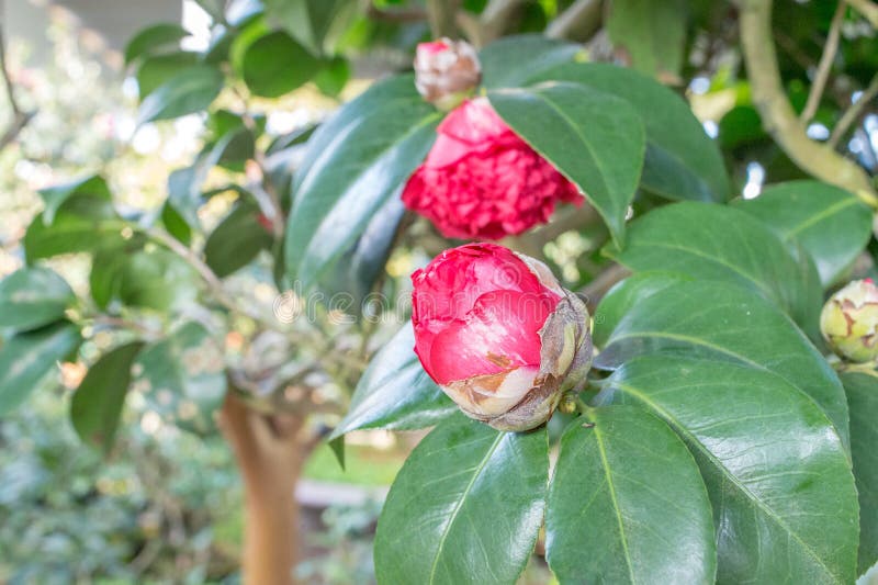 Camellia Bobby Fain Stock Photos - Free & Royalty-Free Stock Photos ...