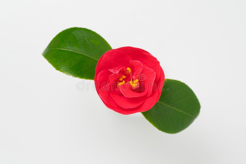 Camellia Branch with Flower Isolated on White Background Stock Image ...