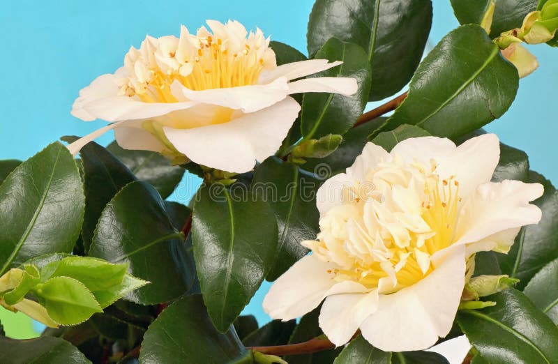 Camellia and branch stock image. Image of flower, crimson - 8259767