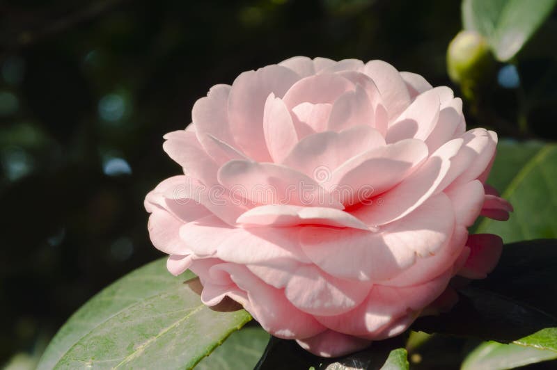 Camellia (in the center) stock photo. Image of brightly - 36373762