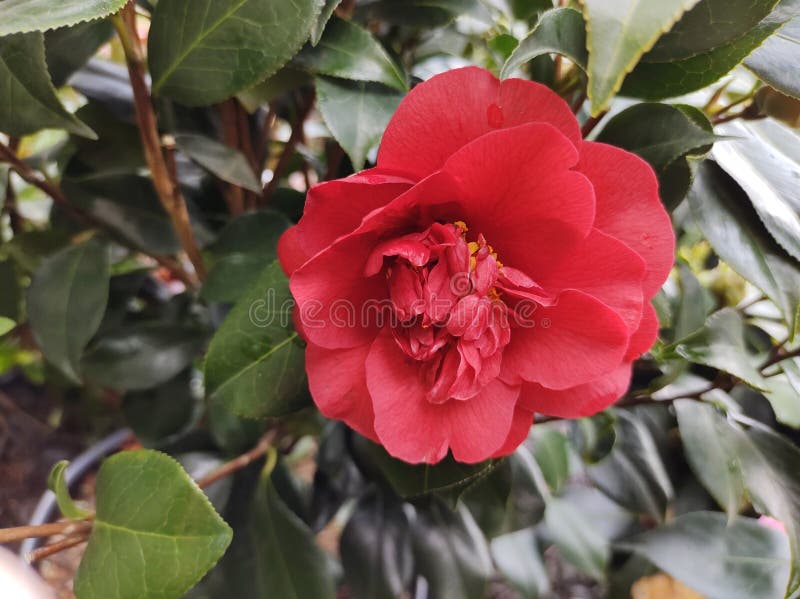 Camellia Japonica John Tooby Stock Image - Image of people, floral ...
