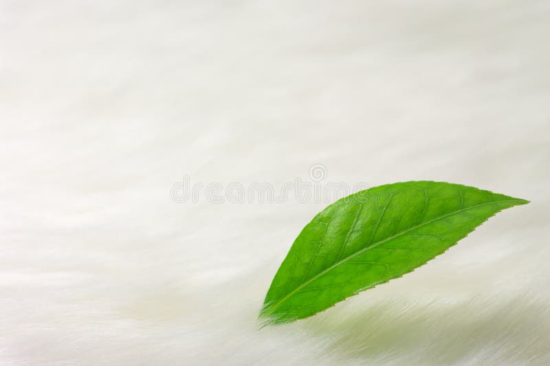 Camellia leaf stock image. Image of microscopic, plant - 30612589