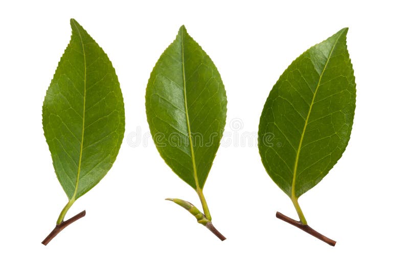 Camellia leaves set stock image. Image of leaves, plant - 269883579