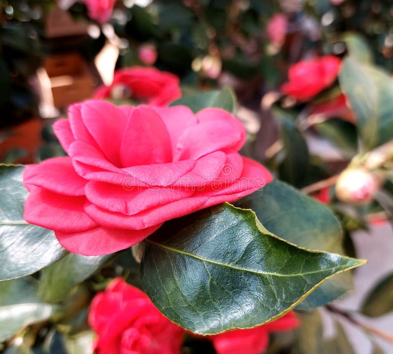 Camellia Sasanqua Flowering Branch in Spring Park Stock Photo - Image ...