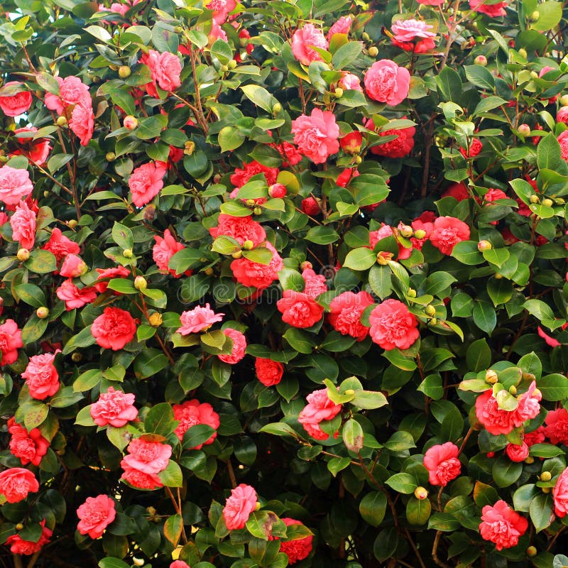 Camellia tree stock photo. Image of australia, growing - 54018036