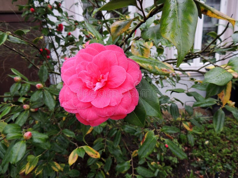 Camellia Tree with Red Flowers. Spring Stock Image - Image of flowering ...
