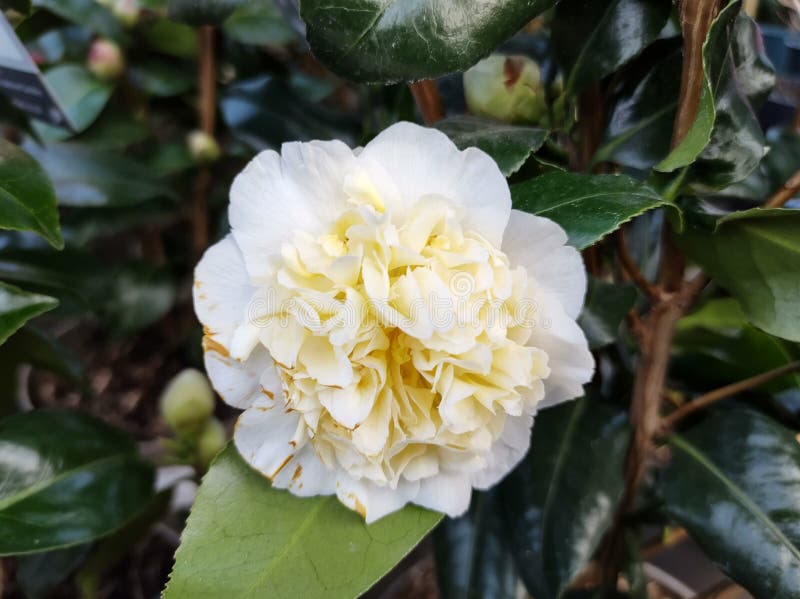 Camellia X Williamsii Jury S Yellow Stock Image - Image of leaf ...