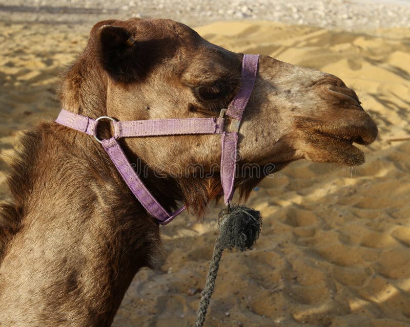 Camello imagen de archivo. Imagen de frenillo, bestia - 16802043