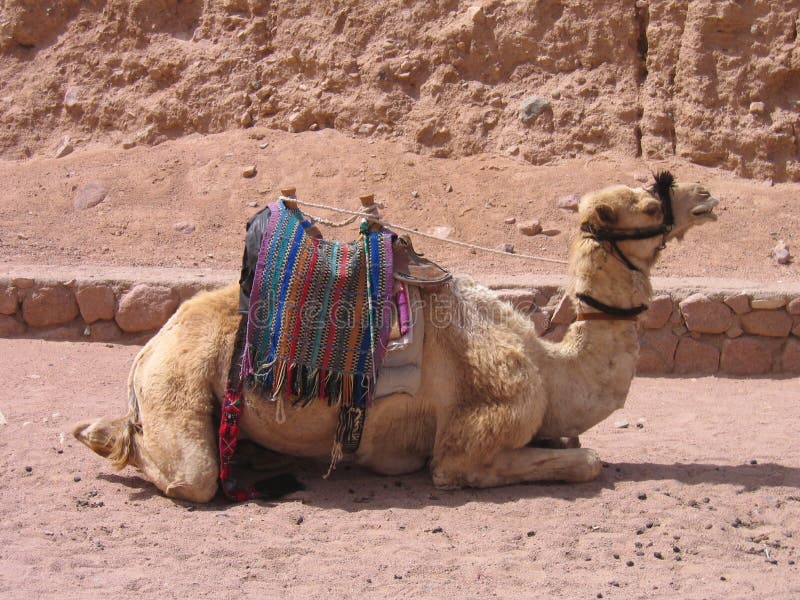 Camello imagen de archivo. Imagen de suciedad, rocas, camello - 2315845